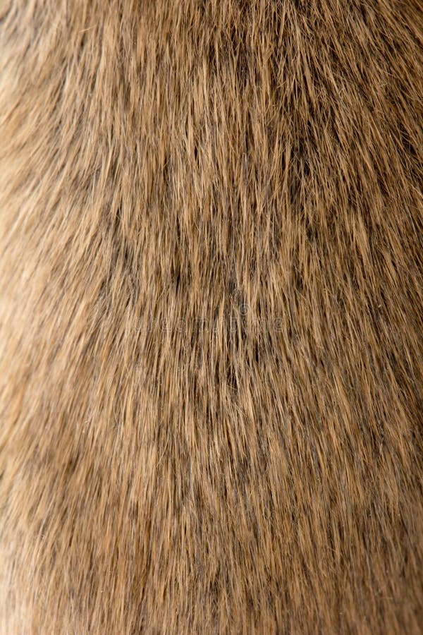 Background of Fur Mouse. Macro Stock Image - Image of wildlife ...