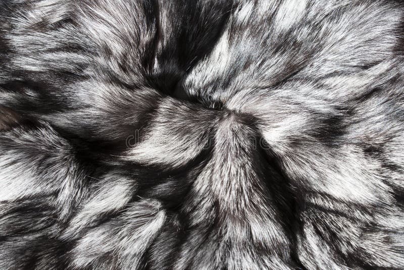Background of a Fur Texture of Expensive Fur-bearing Stock Photo ...