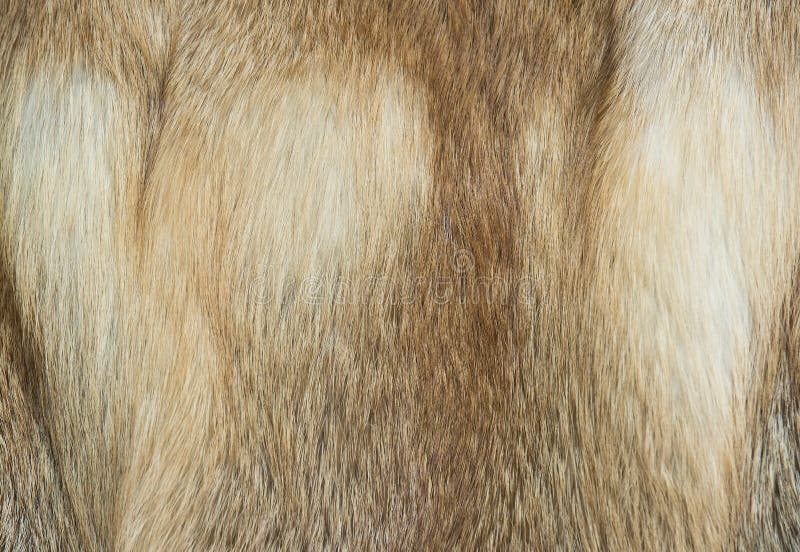Background of a Fur Texture of Expensive Fur-bearing Stock Photo ...