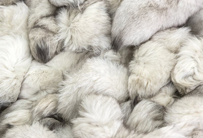 Background of a Fur Texture of Expensive Fur-bearing Stock Photo ...