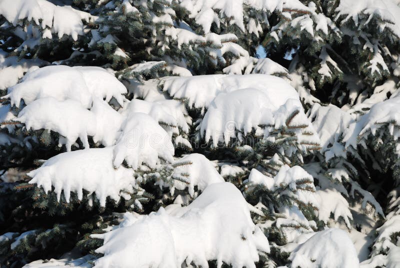 Background from a Fur-tree Covered with Snow Stock Image - Image of ...