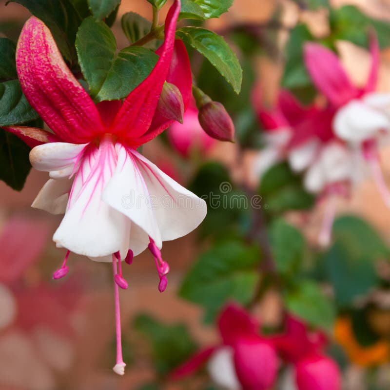 Background with fuschia stock image. Image of fuchsia - 20641781