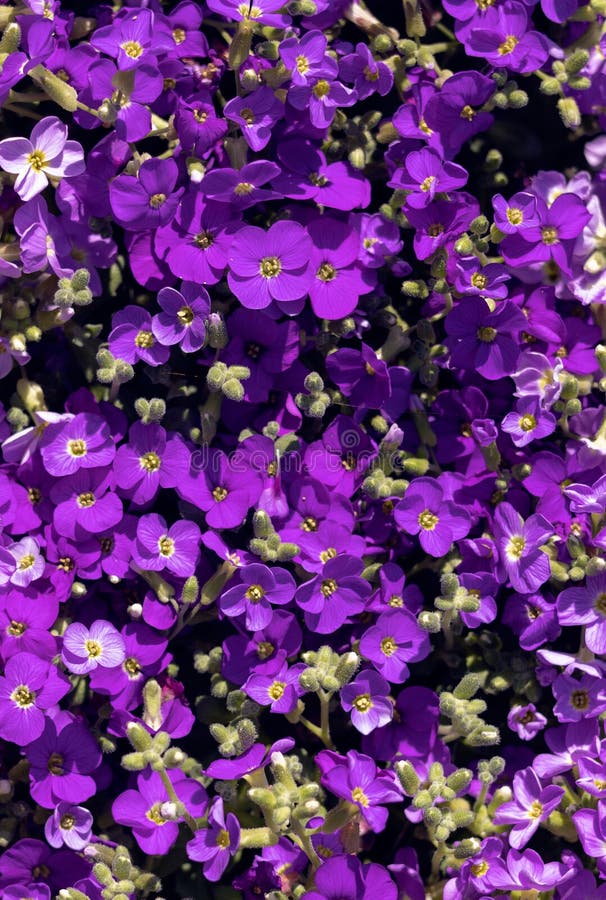 Garden Purple Small Flowers Stock Image - Image of colorful, beauty ...