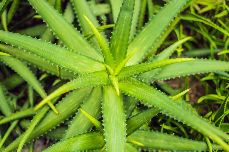 Background of Gently Green Aloe Leaf Texture Stock Photo - Image of ...