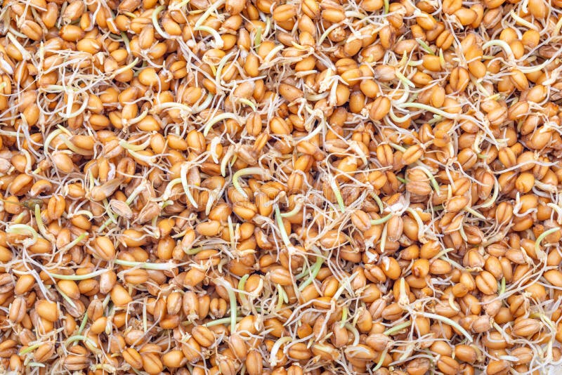 Germinated Grains and Medicinal Capsules Stock Photo - Image of life ...