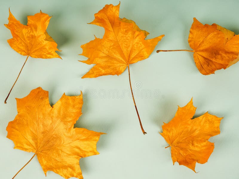 Background of Gold Colored Leaves Autumn Concept Stock Photo - Image of ...