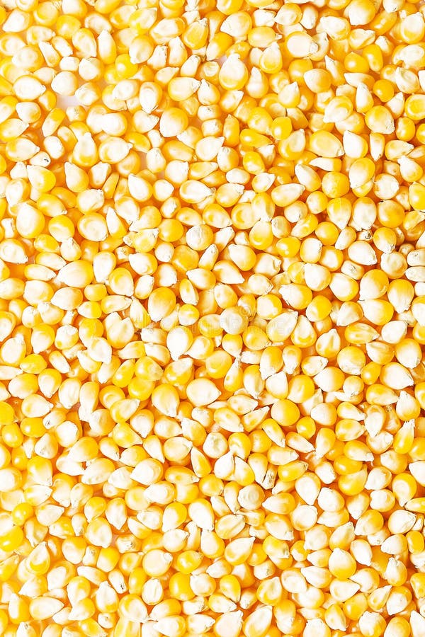 Background of Fresh Golden Raw Corn Kernels Stock Image - Image of diet ...