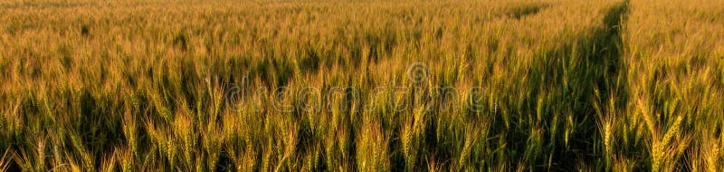 Background of Golden Rye or Wheat Field at Sunset Stock Photo - Image ...