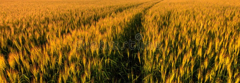 Background of Golden Rye or Wheat Field at Sunset Stock Photo - Image ...