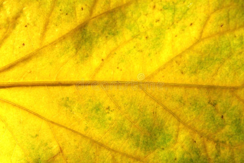 Background of Golden Tree Leaf Stock Photo - Image of colorful ...