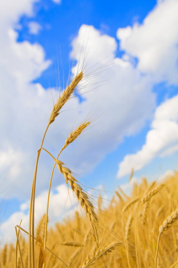 Background With Golden Wheat And Blue Clouded Sky Stock Photo - Image ...