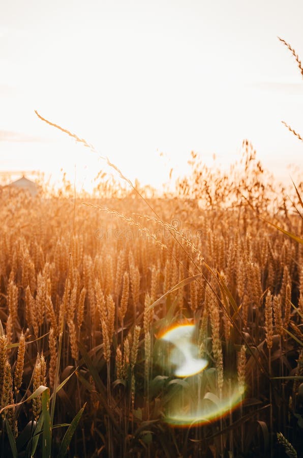 Yellow wheat meadow stock image. Image of agriculture - 159120517