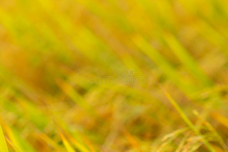 Yellow rice in farm stock photo. Image of grass, farm - 30534524