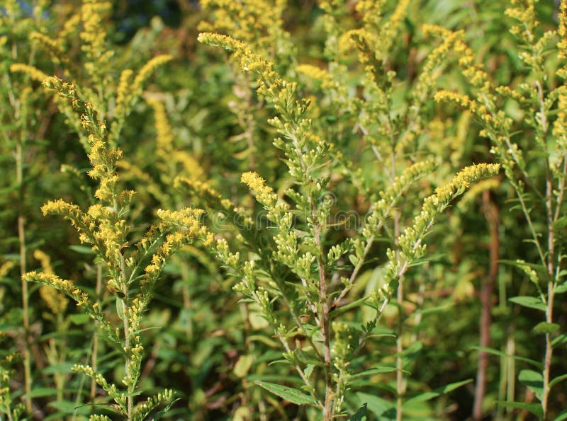 Background of Goldenrod in Summer Stock Image - Image of plants ...