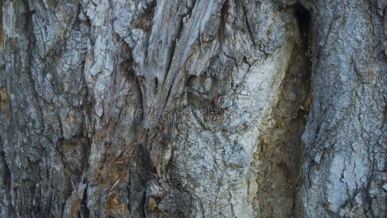 Background, Texture of Tree Bark Stock Image - Image of wavy, gorge ...