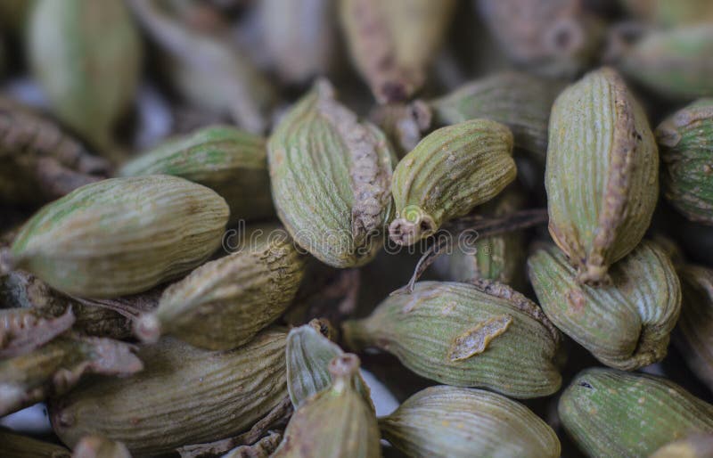 Fresh cardamom stock image. Image of india, fragrant - 77014733