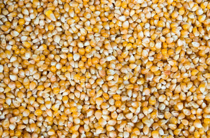 Background from Grains of Maize Stock Image - Image of color, pattern ...