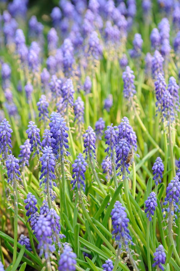 Background of Grape Hyacinth Stock Photo - Image of hyacinth, nature ...