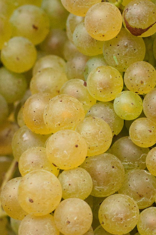 Background of Grapes Cluster Stock Photo - Image of plant, green: 110452166