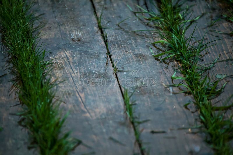 Background of Grass and Boards. Stock Image - Image of grow, nature ...