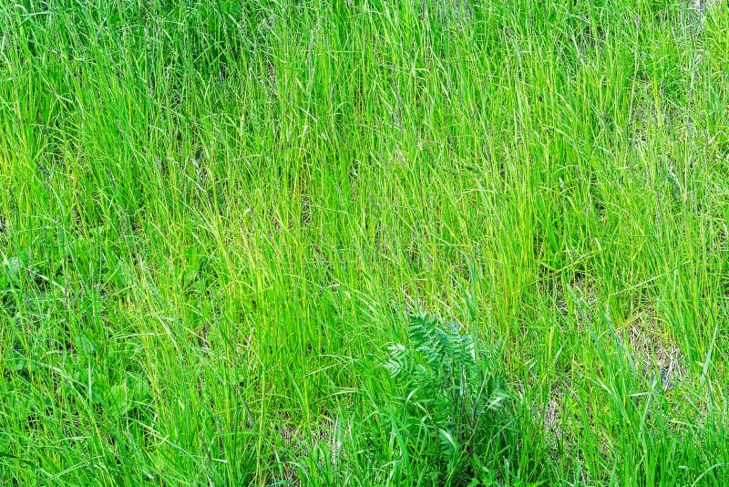 Background from grass stock image. Image of outdoors - 202941461