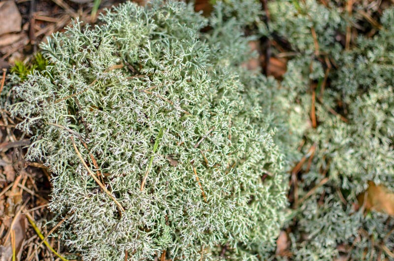 Background of the Grass, Bumps and Moss Stock Photo - Image of cone ...