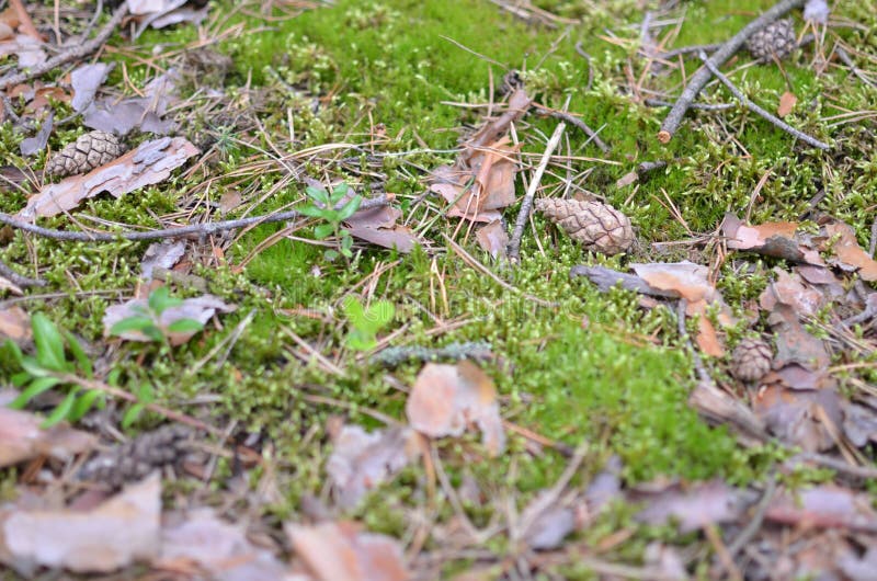 Background of the Grass, Bumps and Moss Stock Image - Image of fern ...