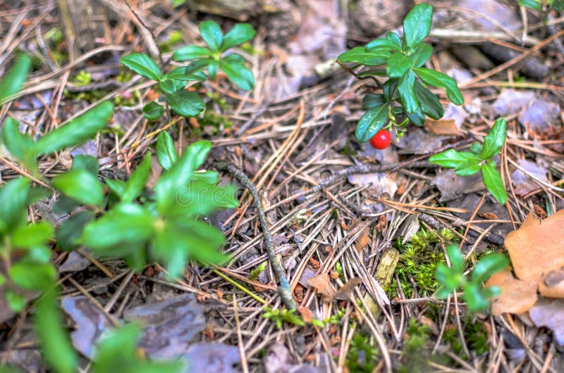 Background of the Grass, Bumps and Moss and Red Berry Stock Photo ...