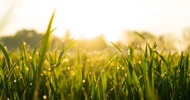 Background with Grass in a Fading Sun and Water Drops Stock Image ...