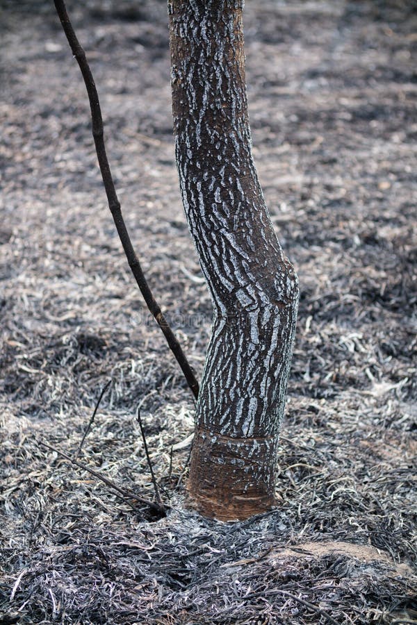 Background of Grass Field that Has Been Burnt To Black Ash and Has ...