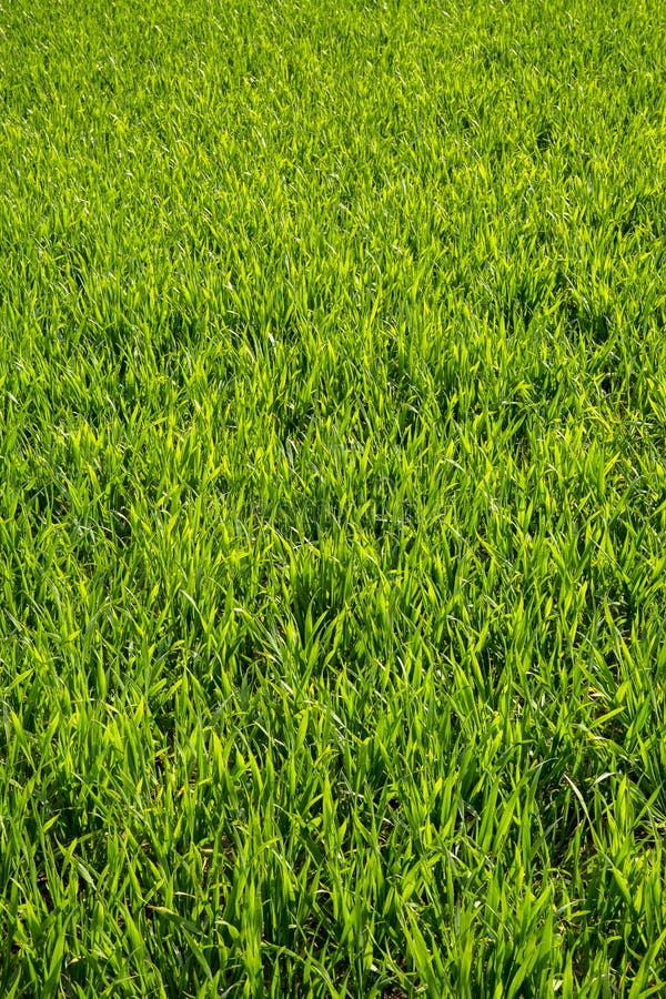 Background of grass field stock image. Image of scenic - 144220615