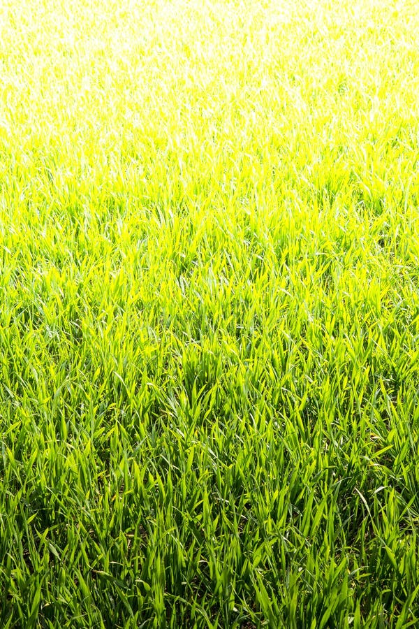 Background of grass field stock photo. Image of spring - 144220988