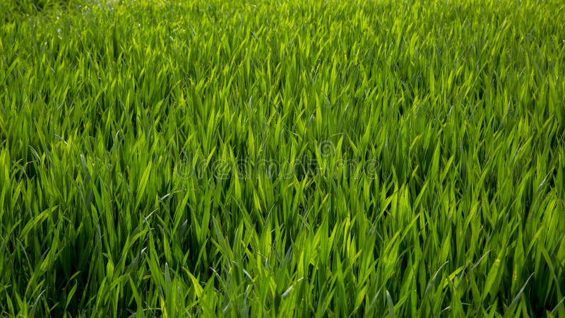 Background of grass field stock photo. Image of natural - 144221178