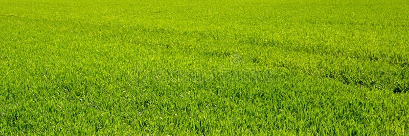 Background of grass field stock image. Image of outdoor - 144221327