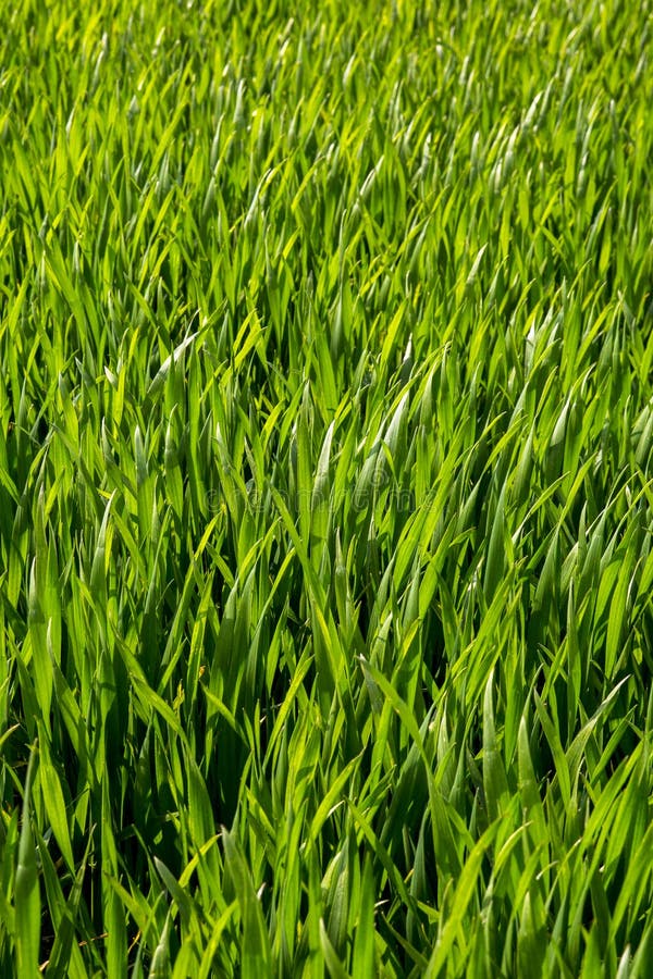 Background of grass field stock photo. Image of scenic - 144221488