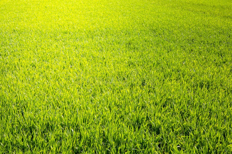 Background of grass field stock photo. Image of natural - 144221178