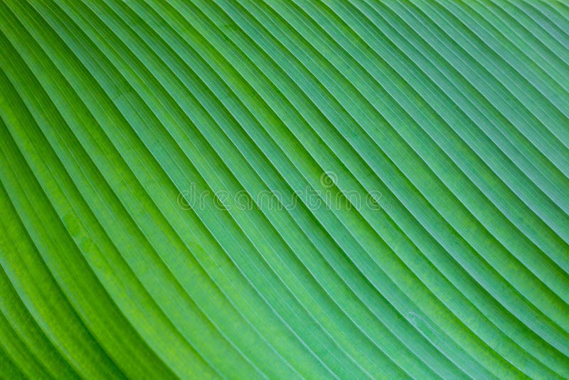 Background of a Green Banana Leaf. Texture of a Tropical Plant Stock ... Background of a Green Banana Leaf. Texture of a Tropical Plant Stock ...