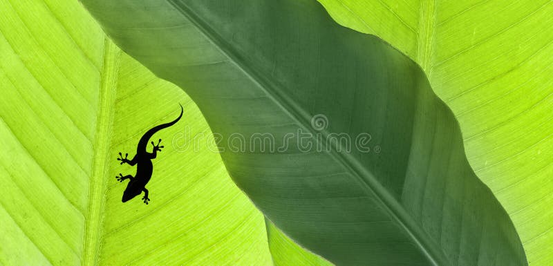 Banana leaves with gecko stock image. Image of leaf, closeup - 29842023