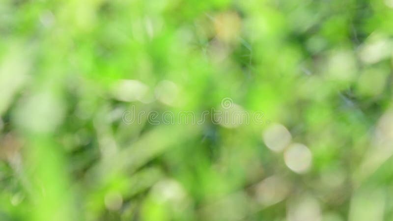 Background of Green, Blurred Grass Stock Video - Video of texture ...