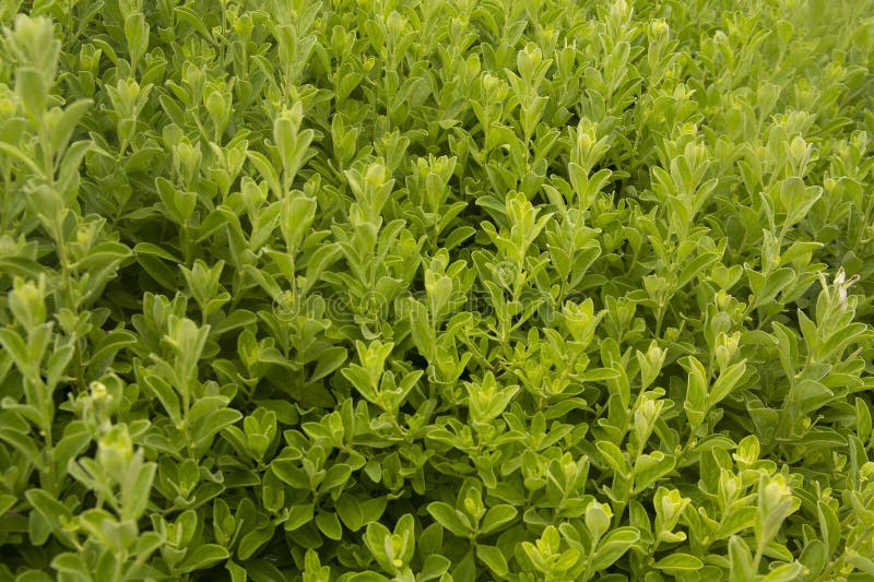 Background of Green Boxwood, Boxwood Bushes Stock Image - Image of ...