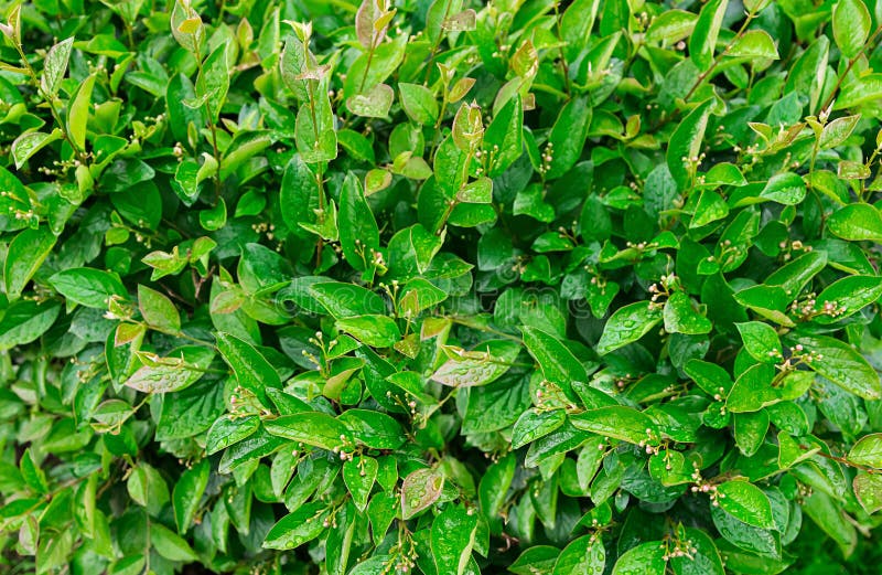 Background Green Bright Bush with Many Buds Natural Stock Photo - Image ...