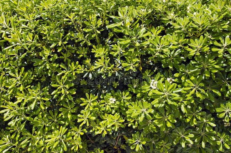 Background of green bush stock photo. Image of leafs - 60282658