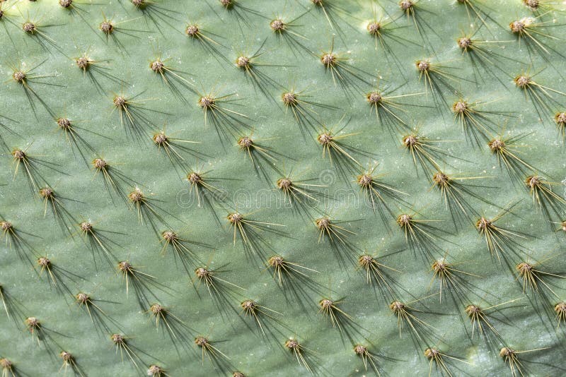 Background of Green Cactus Close Up Stock Image - Image of detailed ...