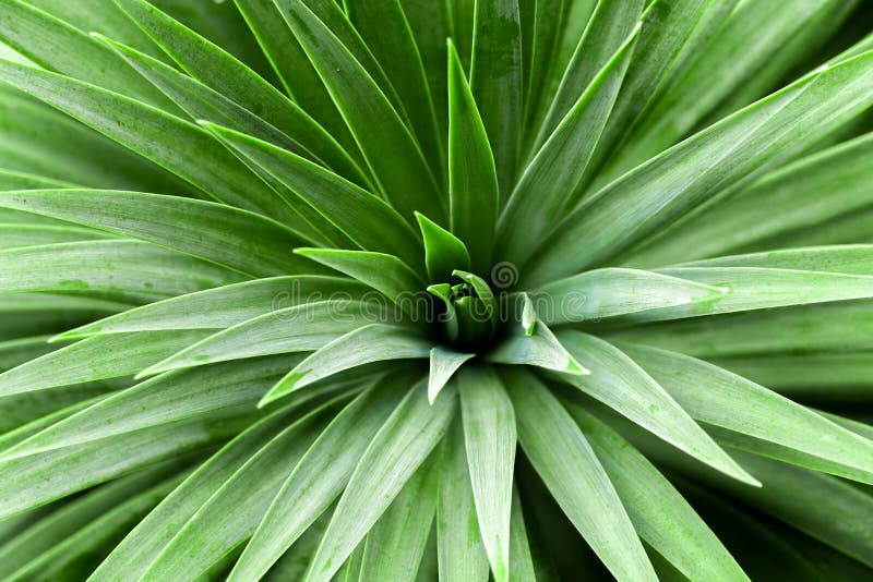 Background of Green Cactus Leaves Triangular Shape Close-up Stock Photo ...