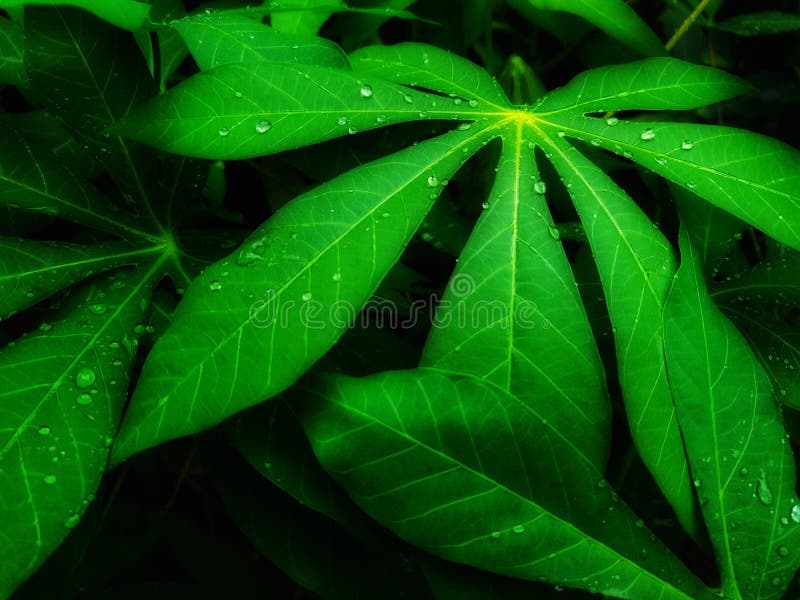 Background of Green Cassava Leaves Stock Image - Image of natural ...