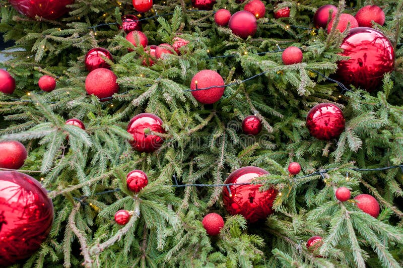 Background of a Green Christmas Tree and Large Red Christmas Balls ...