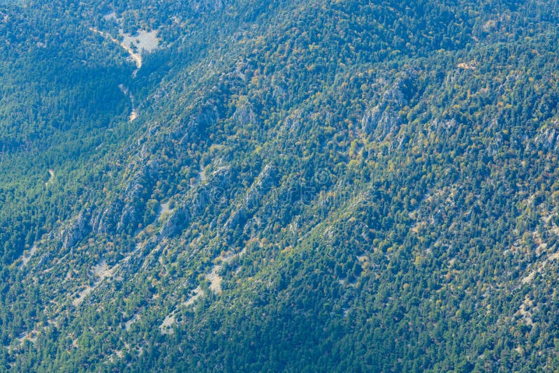 Background of the Green Coniferous Forest. Natural Pattern Stock Photo ...