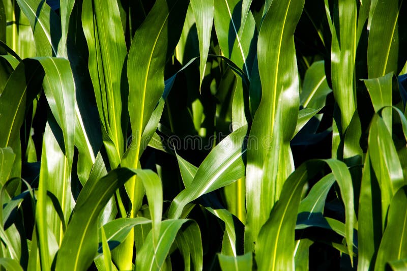 Background of Green Corn Leaves Stock Image - Image of harvest, organic ...