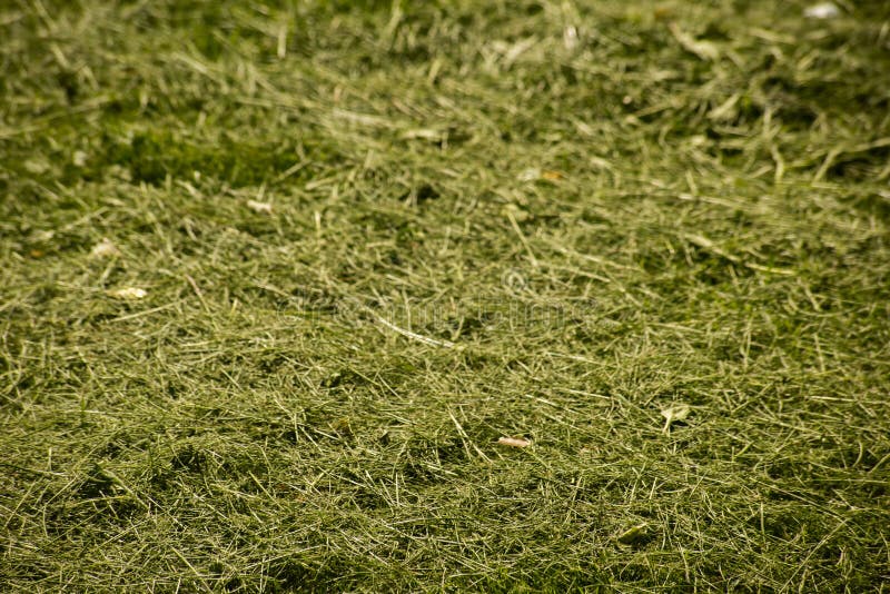 Background of Green Cut Grass Stock Photo - Image of fodder, country ...