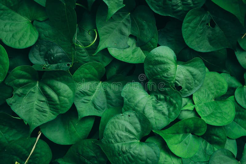 Background Green Ecology Leaf Greenery, Clean Plant Stock Photo - Image ...